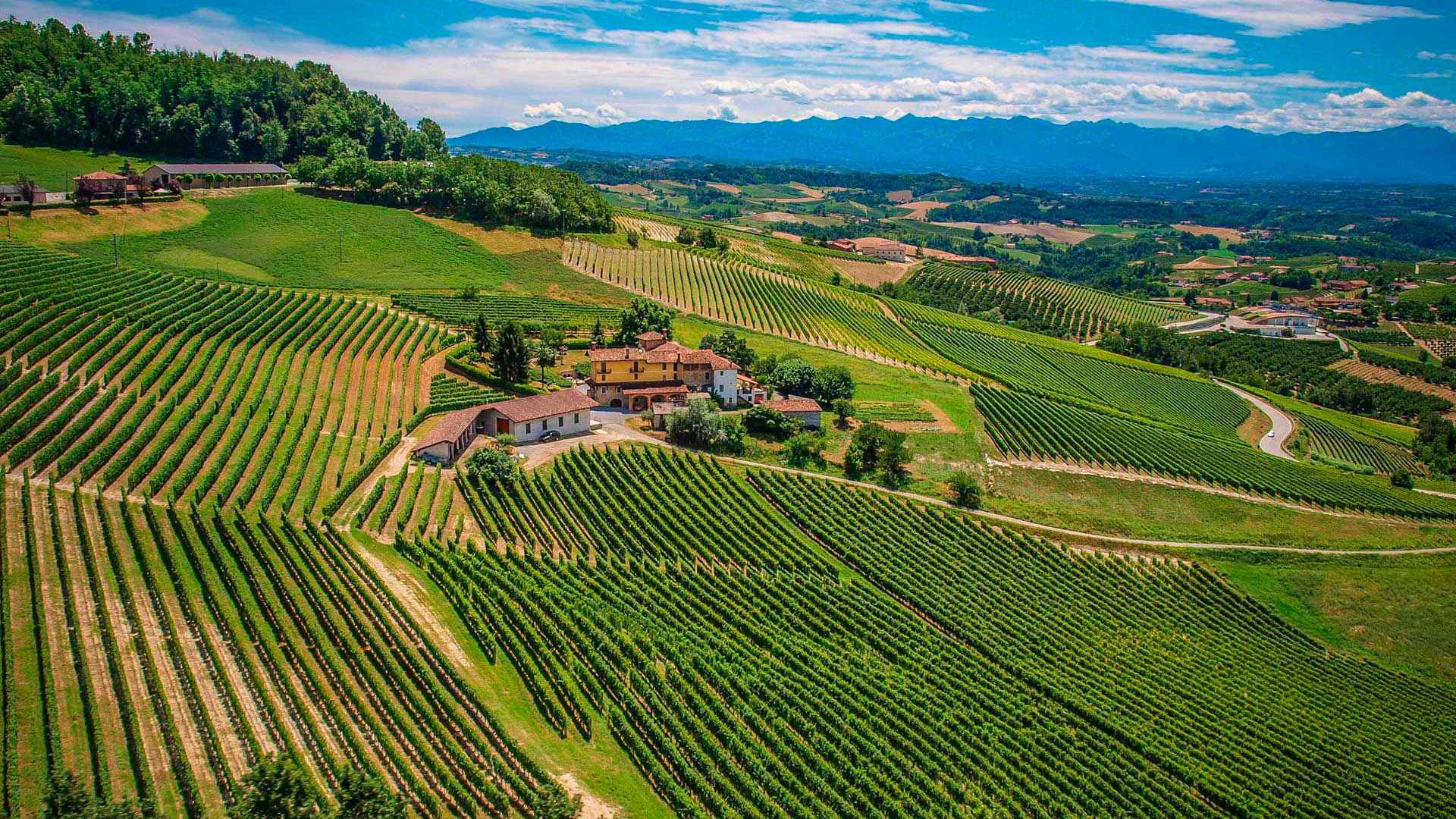 Barolo Wine Guide – The King of Italian Reds